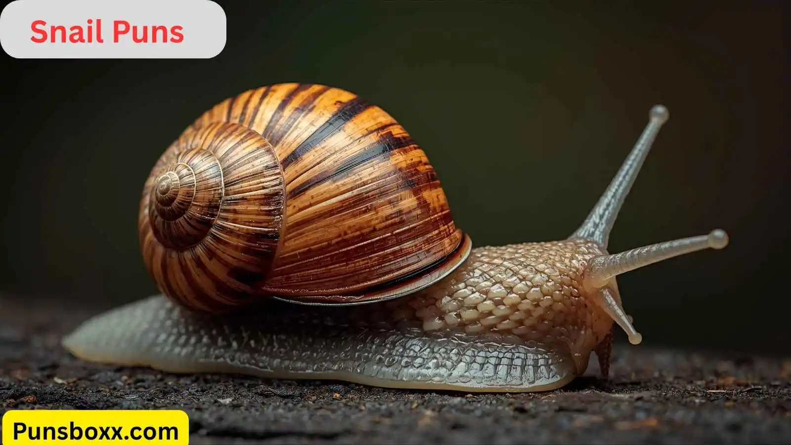 From Shells to Smiles: 50+ Snail Puns You Can’t Rush Past
